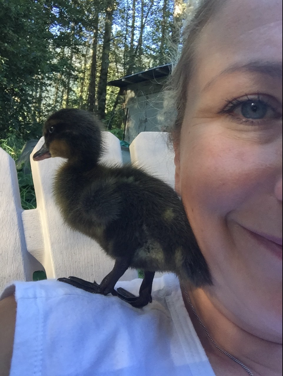 Patty B, Pemberton Wedding Duck – Traced Elements