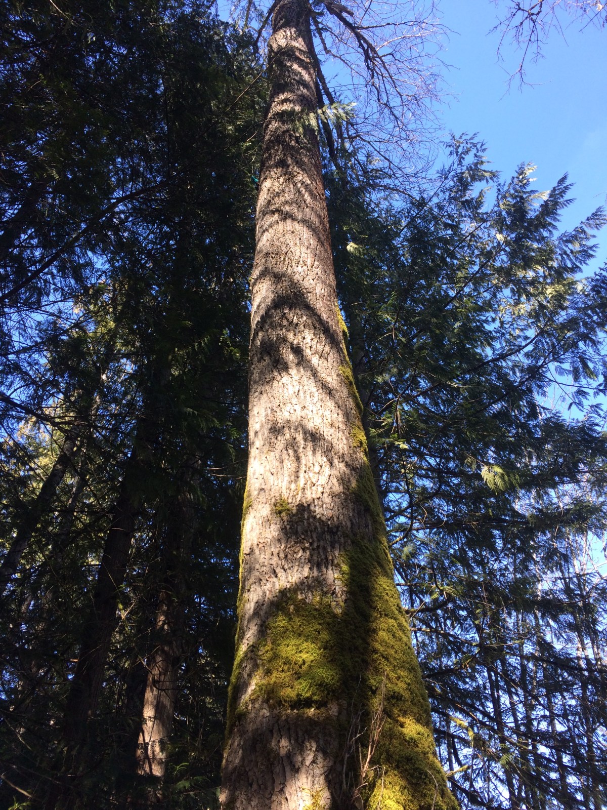 Plant medicine: wildcrafting Balm of Gilead – Traced Elements