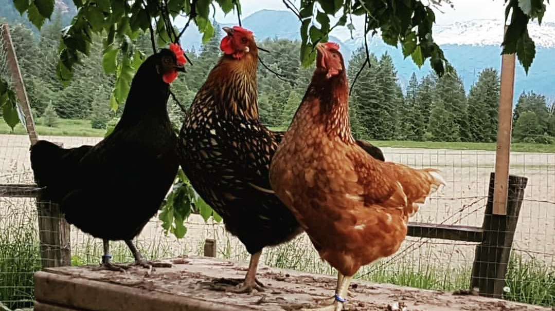Appreciating the Neighbourhood Chicken Lady – Traced Elements