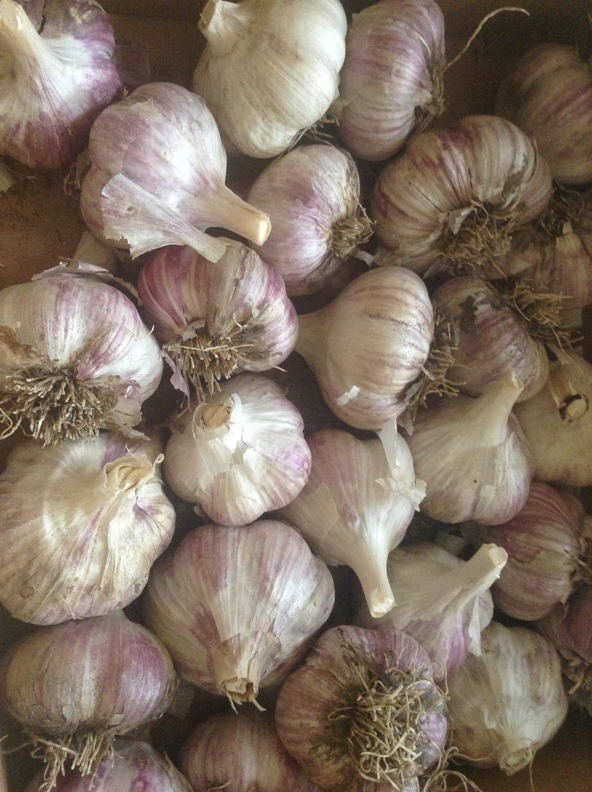 Planting Garlic Is My Most Potent Annual Prayer – Traced Elements