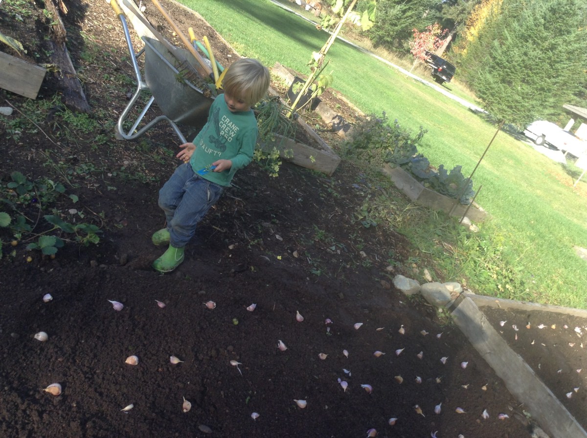 Planting Garlic Is My Most Potent Annual Prayer – Traced Elements